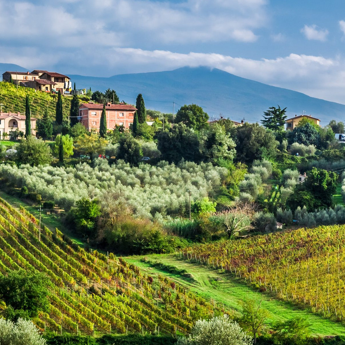 A Guide to Italian Red Wines, Regions, Grape and Classifications ...